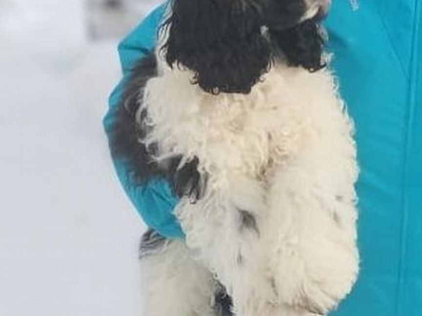 Щенки кокер спаниеля