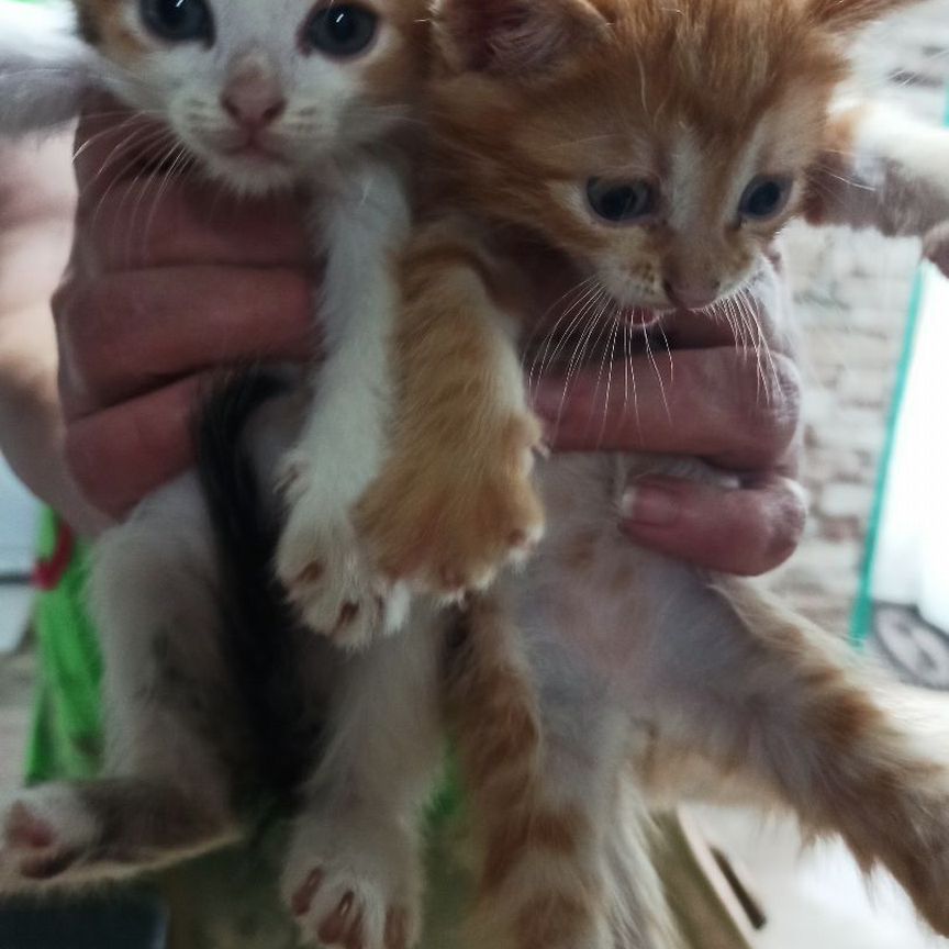 Котята в добрые руки бесплатно