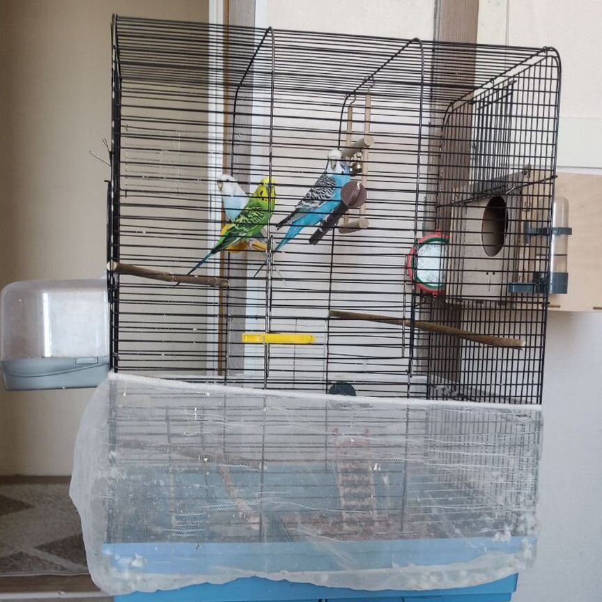 Волнистый попугай