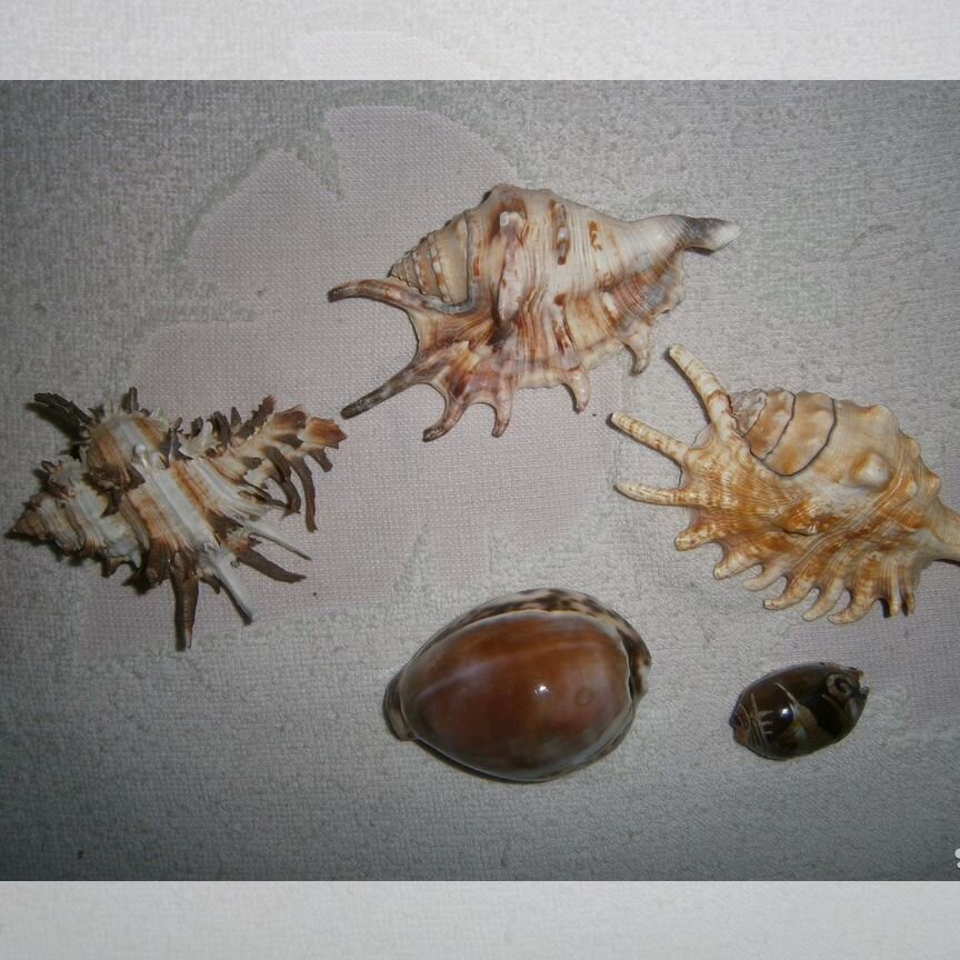 Ракушки и рапаны для аквариума