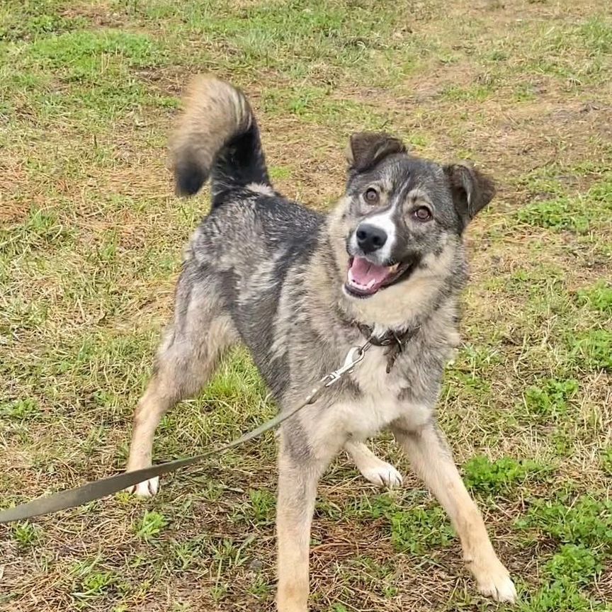 Веснушка - игривая девчушка