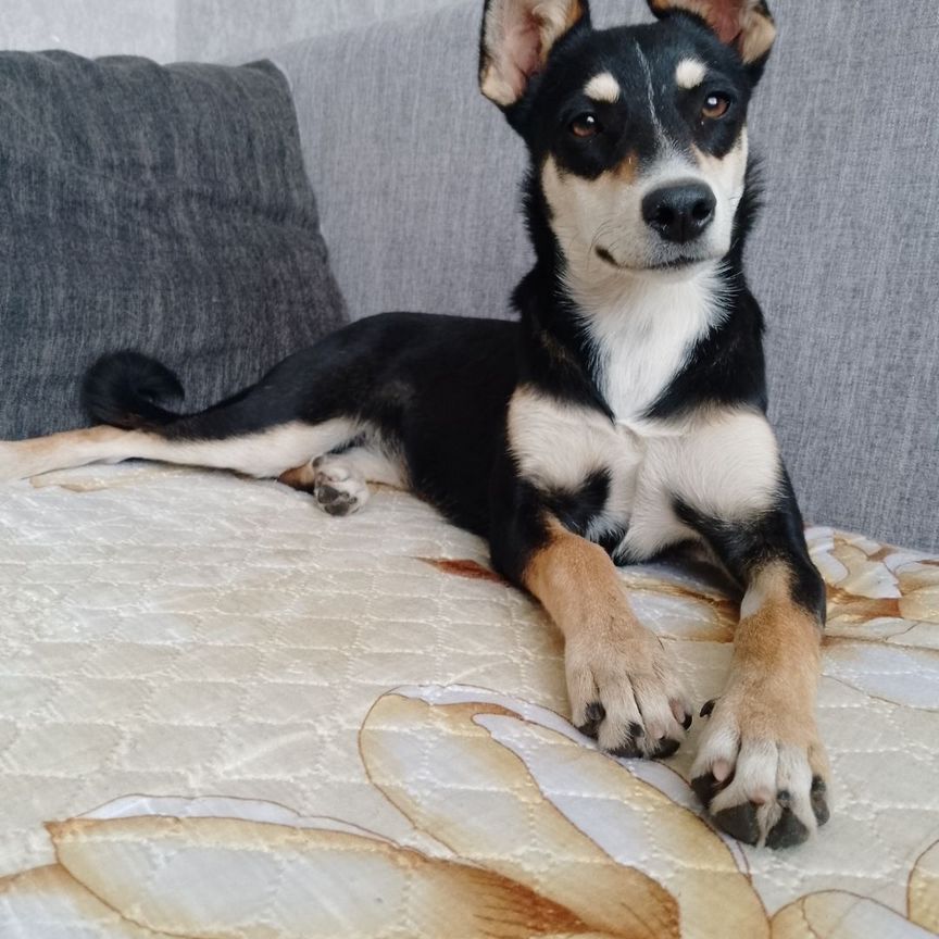 Миниатюрные собаки