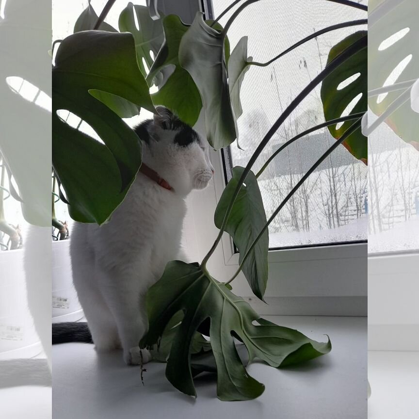 Взрослый кот в добрые руки