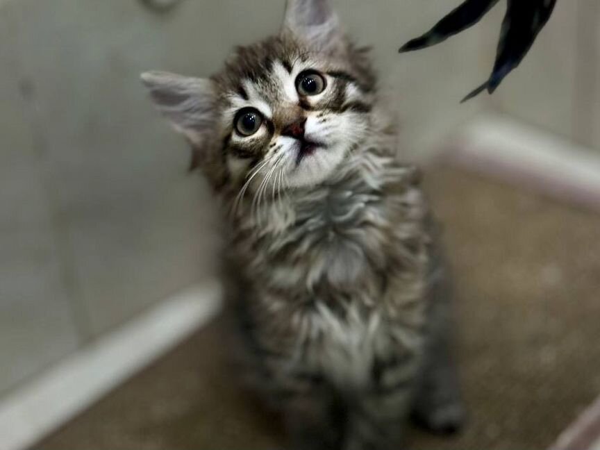 Лесной котенок