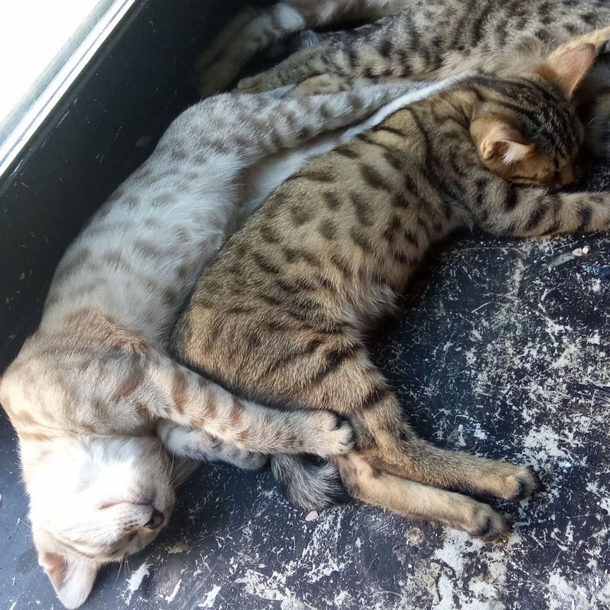 Бенгальская и Саванна котятки