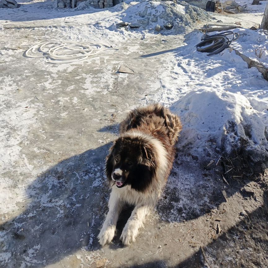 Случка собак