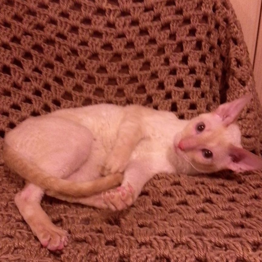 Корниш-рекс, взрослый кот