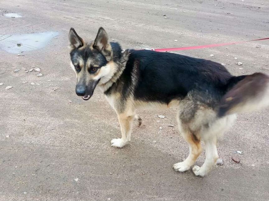 Собака в добрые руки