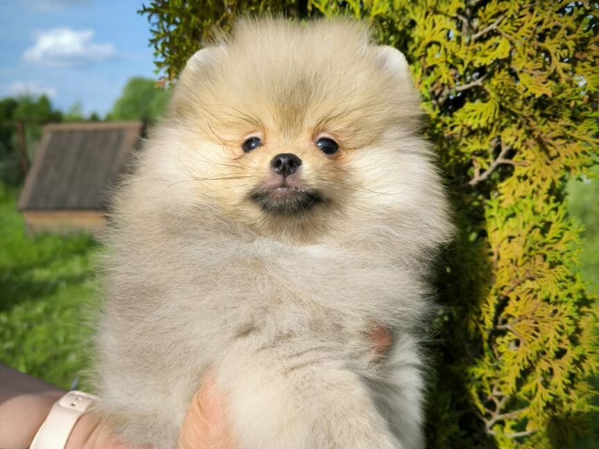 РКФ три курносых медвежонка