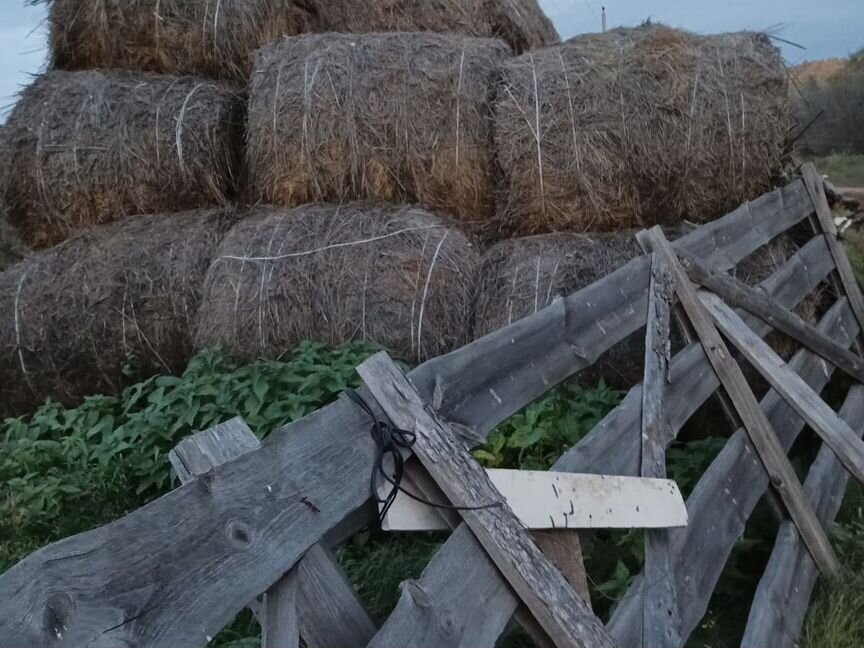 Продам сено в рулонах