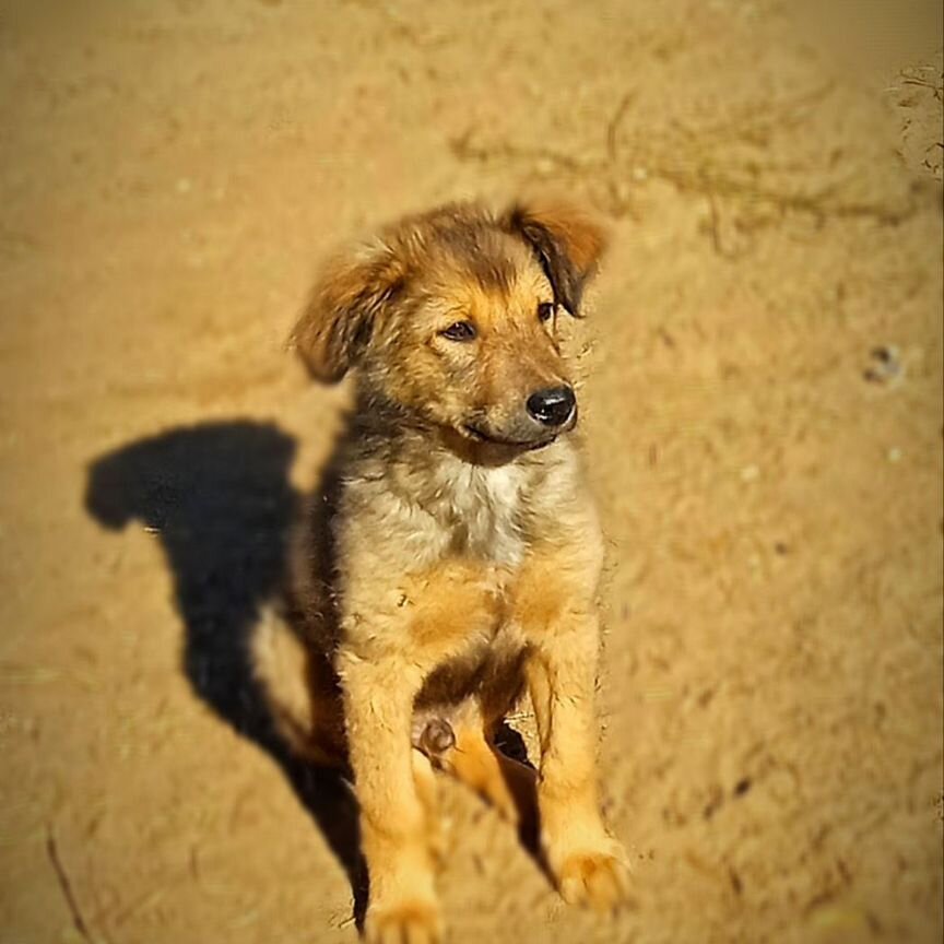 Щенуля 3 мес в добрые руки