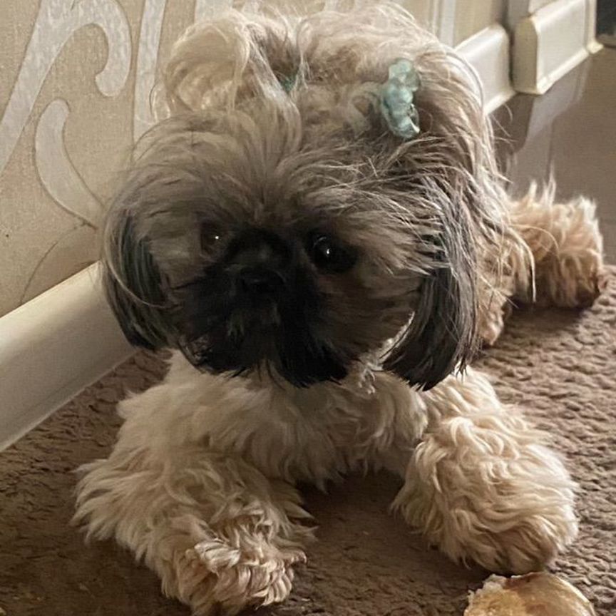 Ши тсу девочка