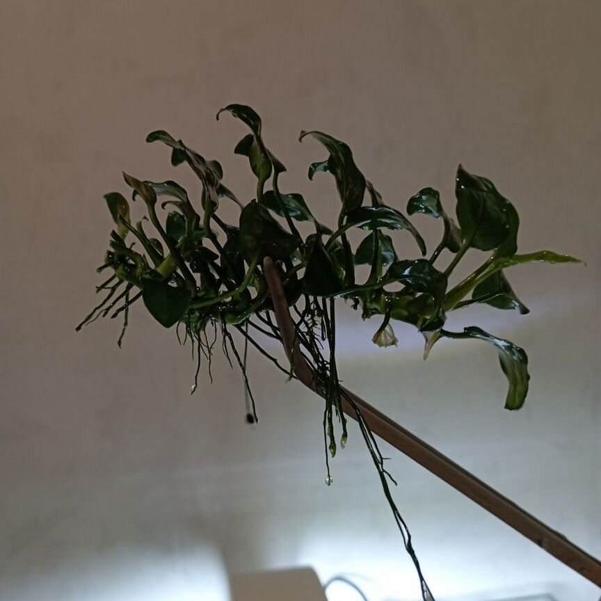 Анубиас Нана Петит