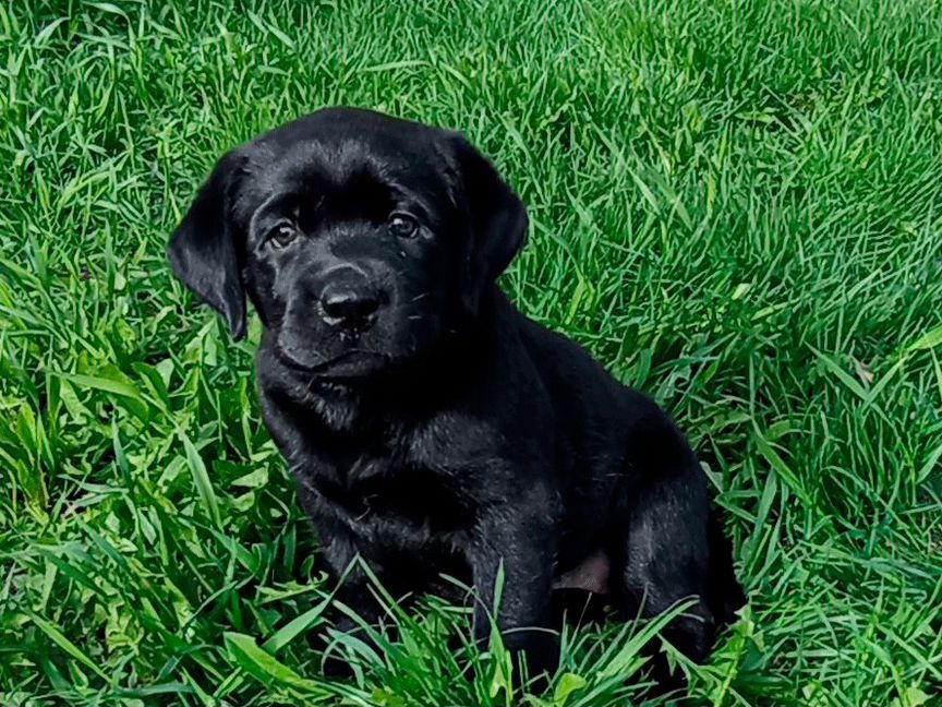 Щенки лабрадора черные