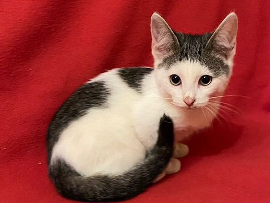 Милашка Ириска ждет чудо