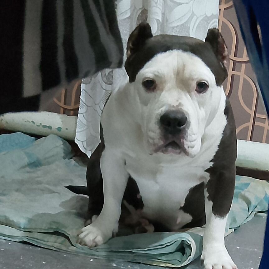 Американский булли