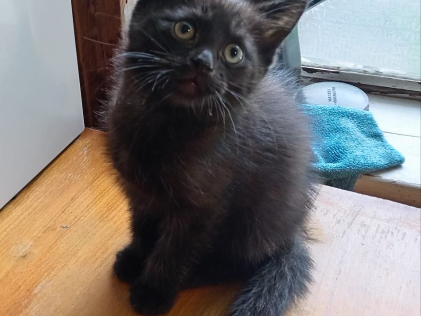Котёнок