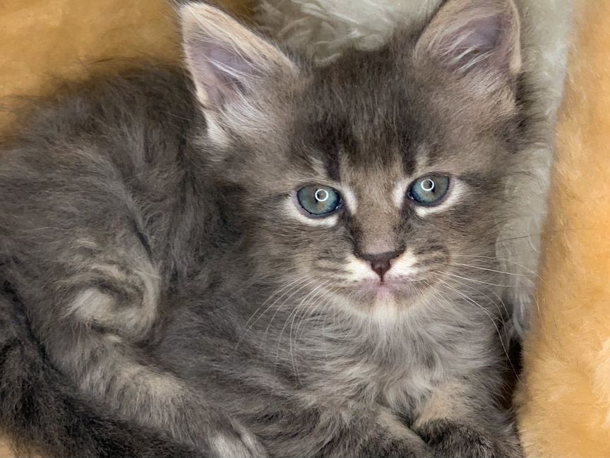 Котенок мейн-кун, кот мейн кун,мальчик