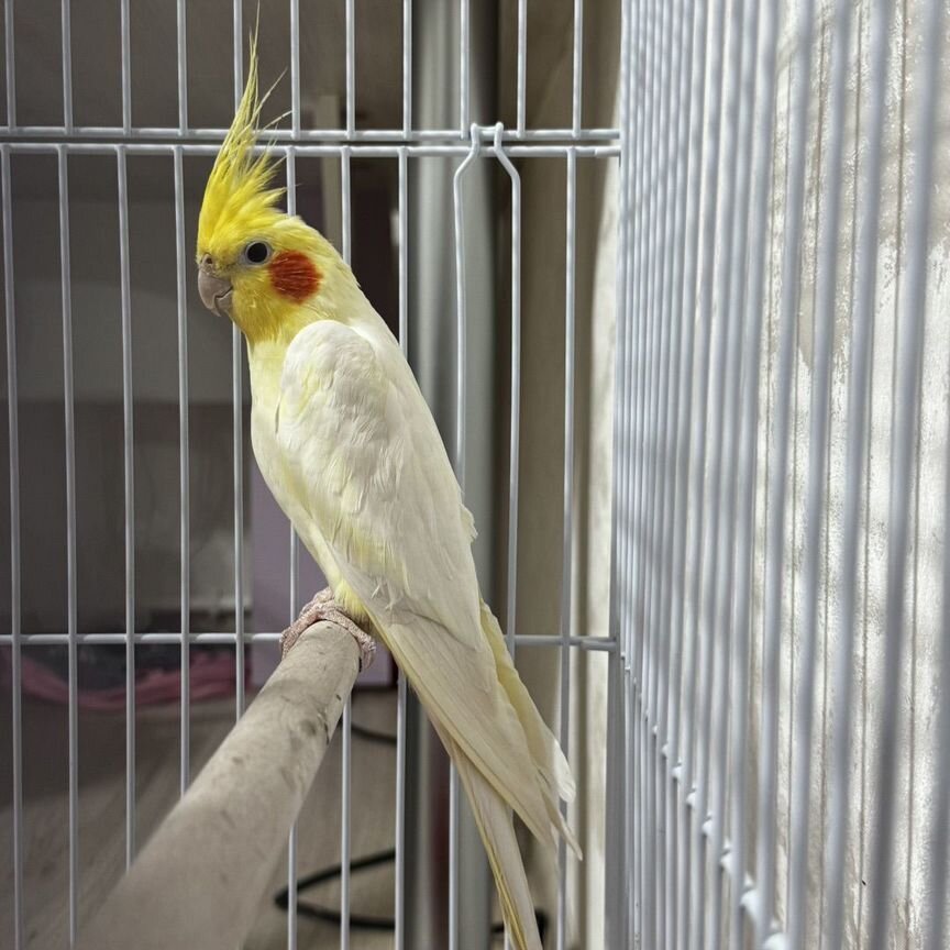 Попугай корелла с клеткой