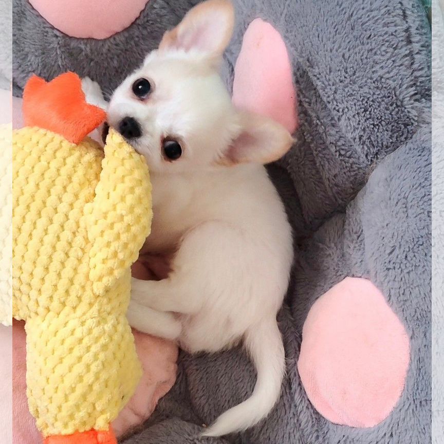 Чихуахуа, щенок