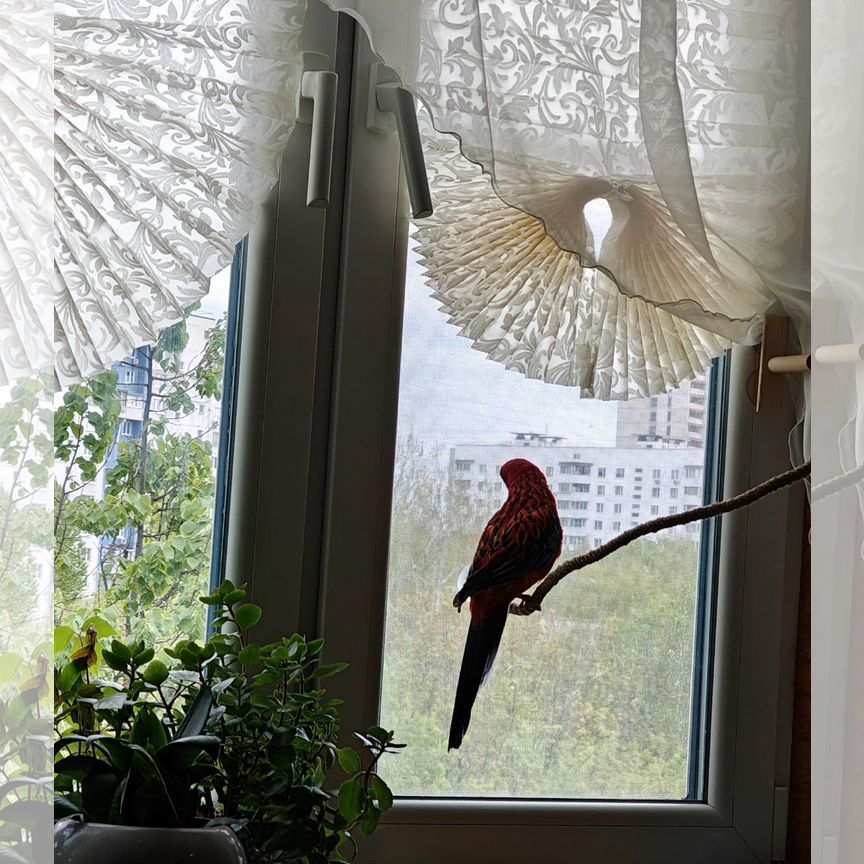 Попугай розелла красная с клеткой