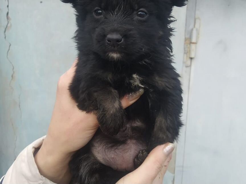 Щенки в добрые руки