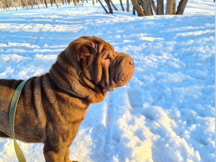 Шарпей в добрые руки