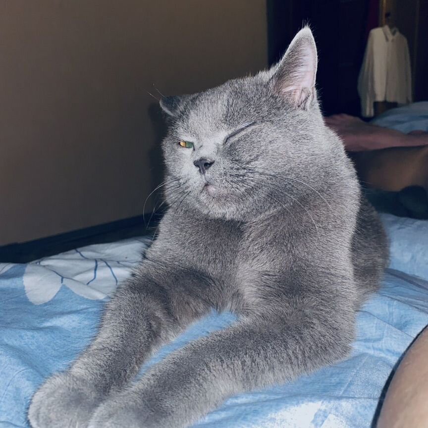 Британец чистокровный