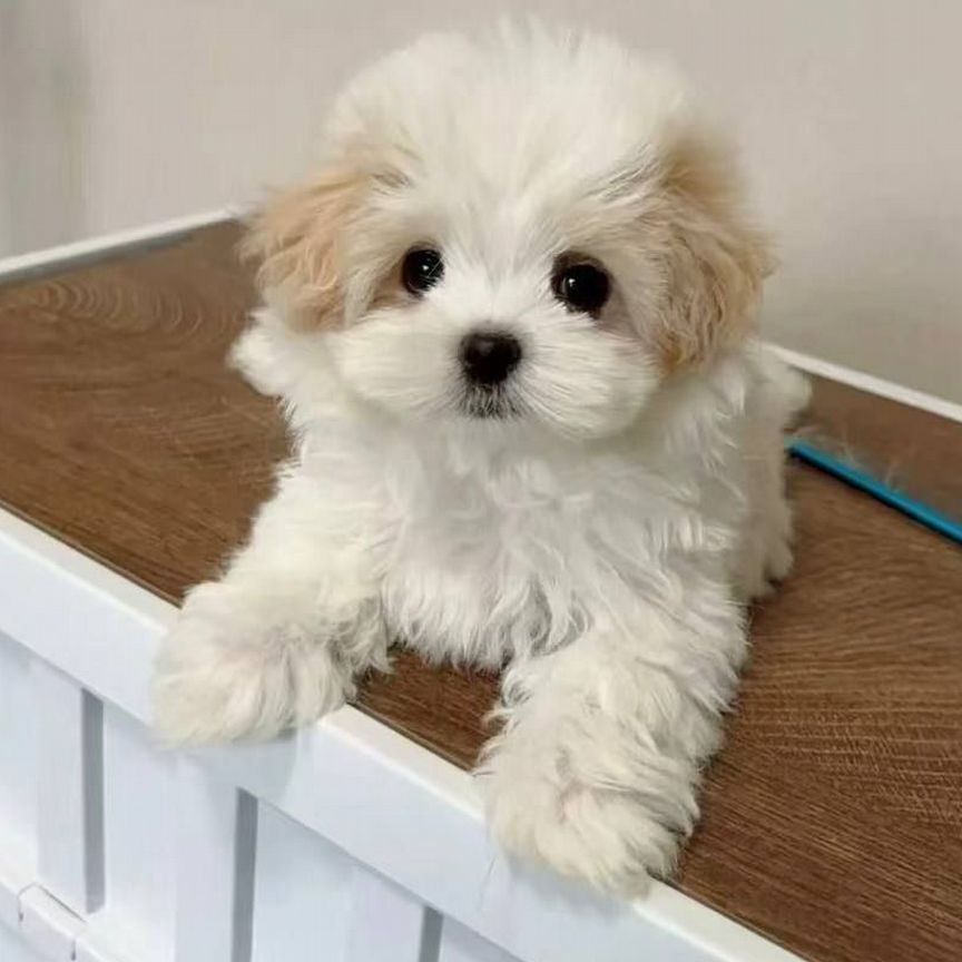 Мальтипу, щенок