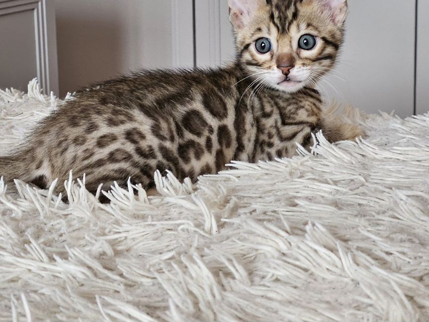 Бенгальские котята