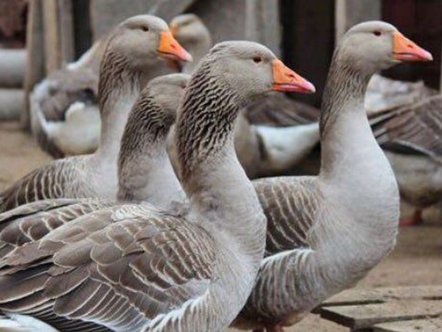 Крупные серые гуси