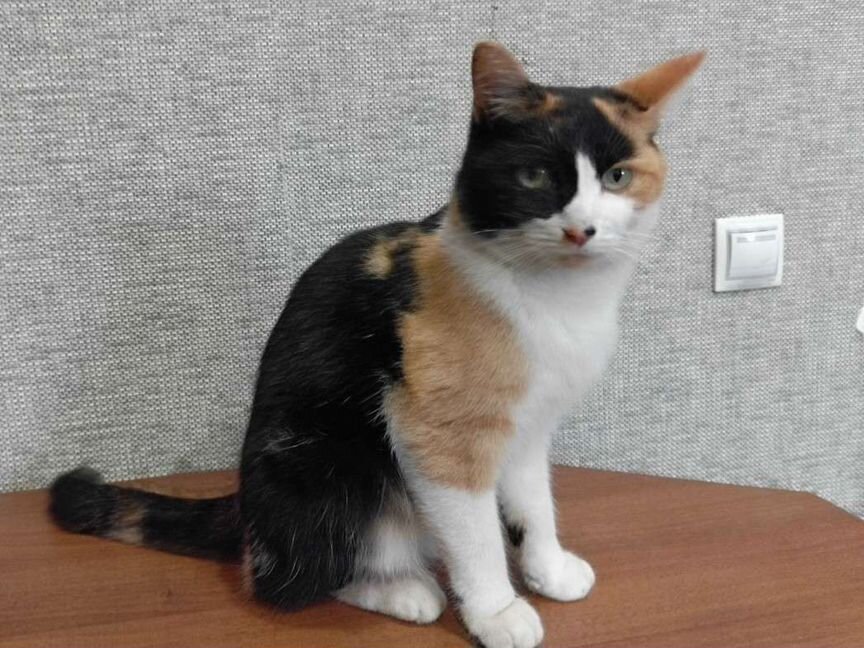 Трехшерстная кошечка