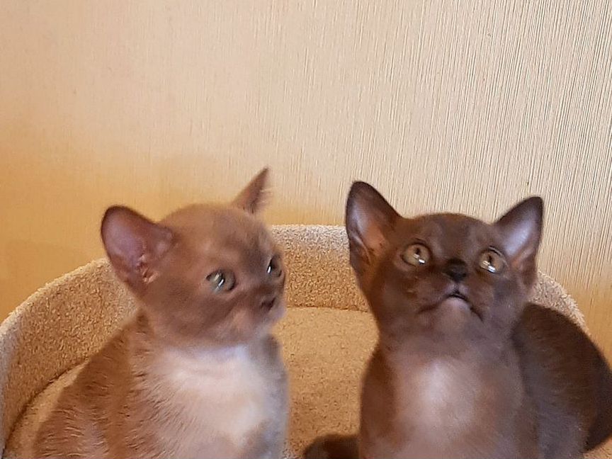 Бурманские котята