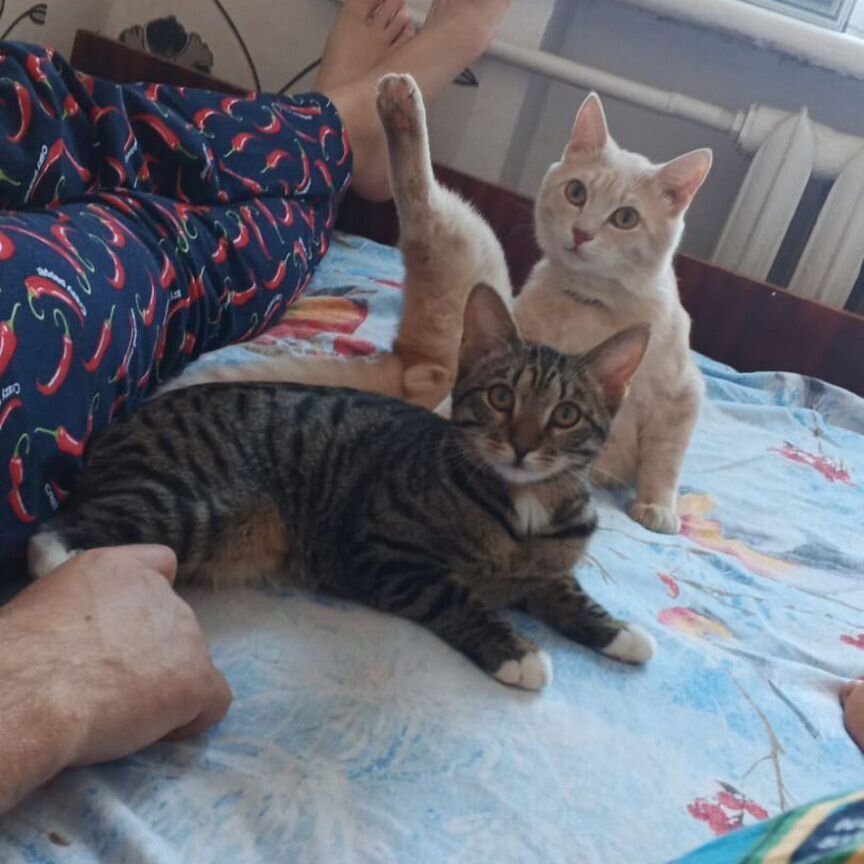 Домашние животные кошки