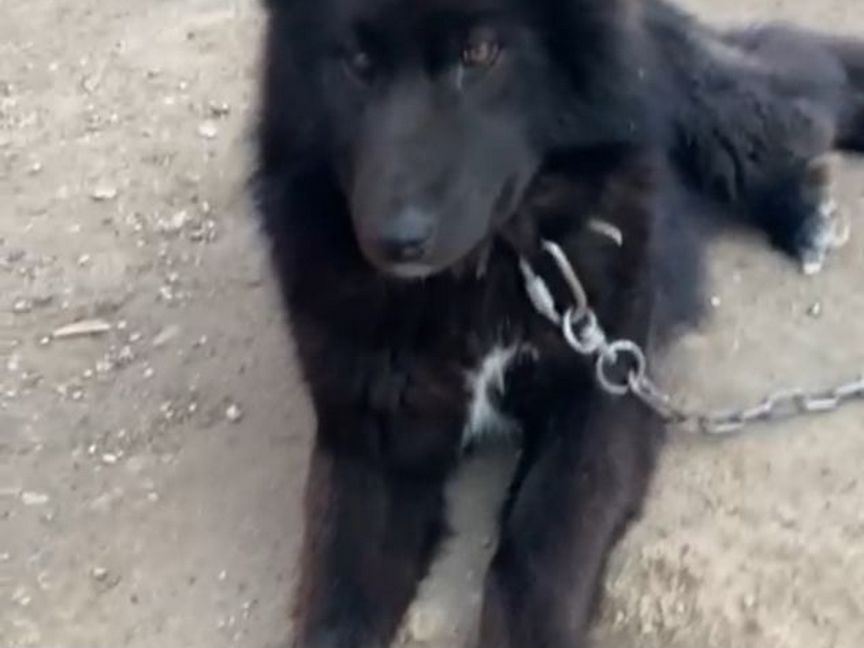 Собака в добрые руки отдам бесплатно