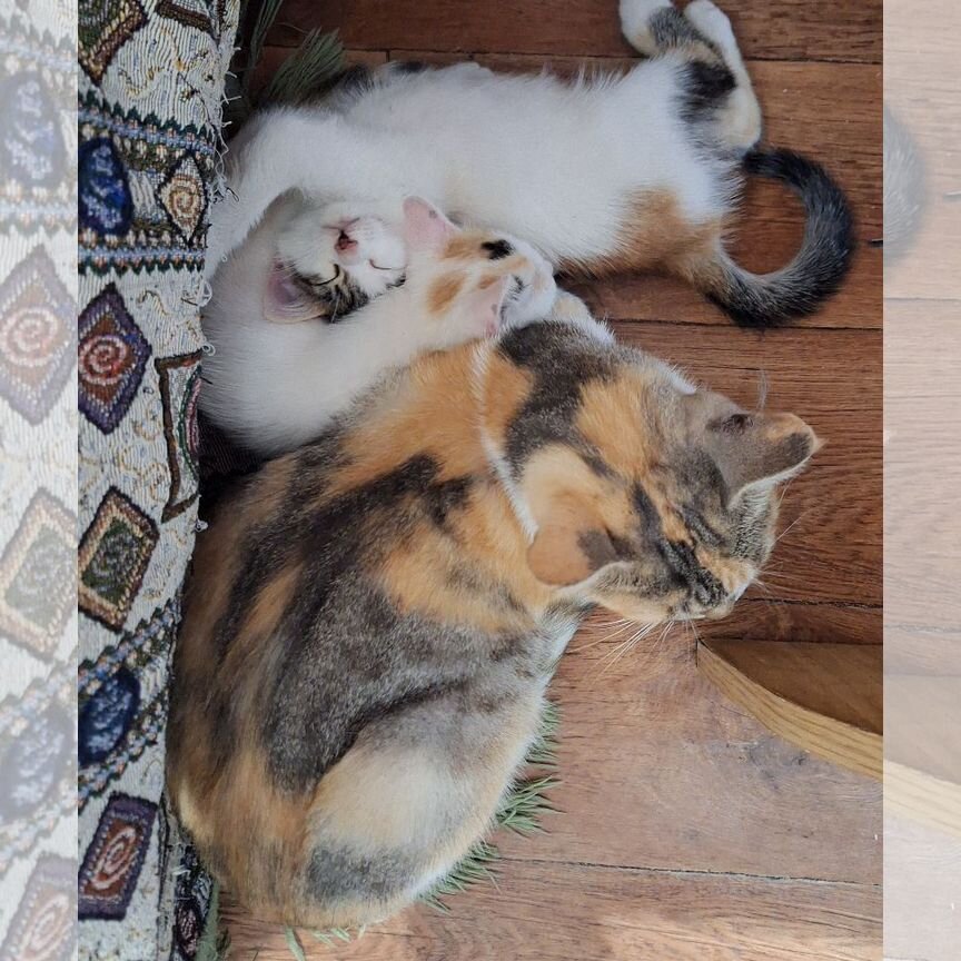 Котята в добрые руки