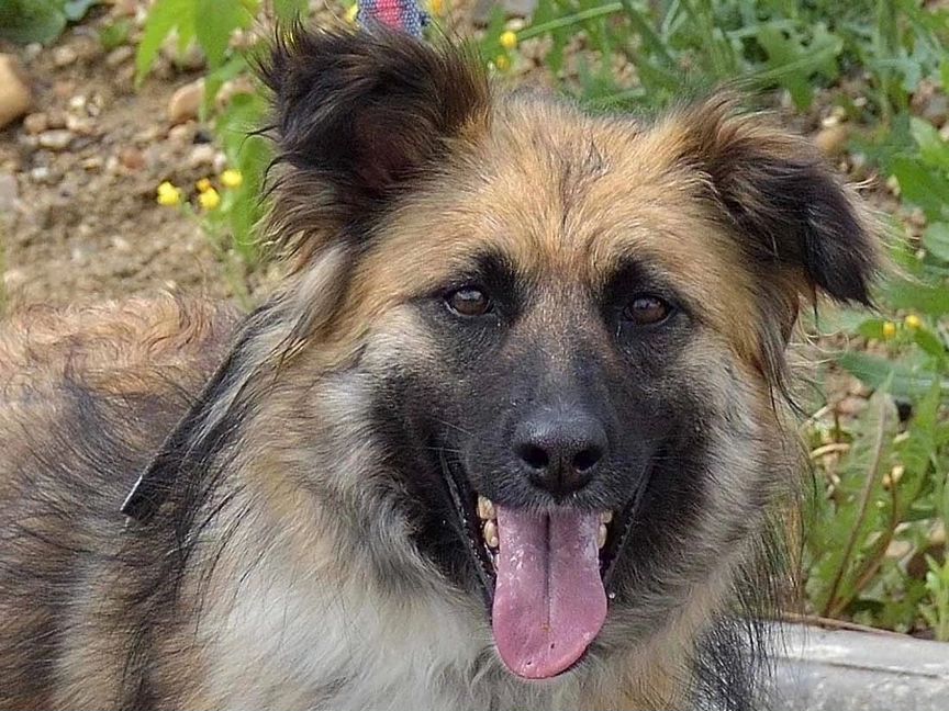 Собака в добрые руки