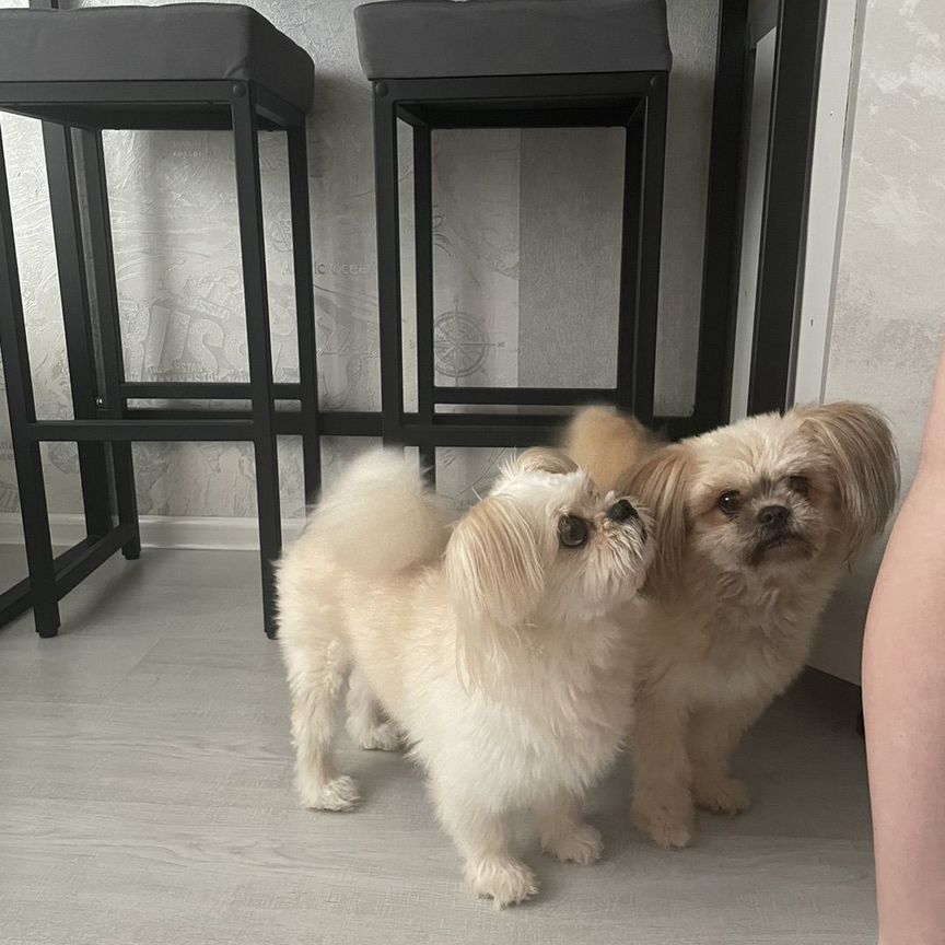 Собаки шит цу