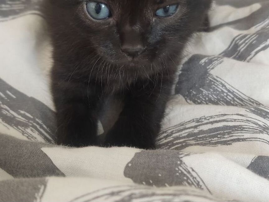 Котята