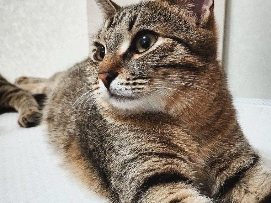 Котики в добрые руки