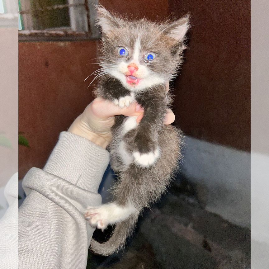 Котёнок в добрые руки
