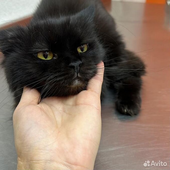 Персидская черная