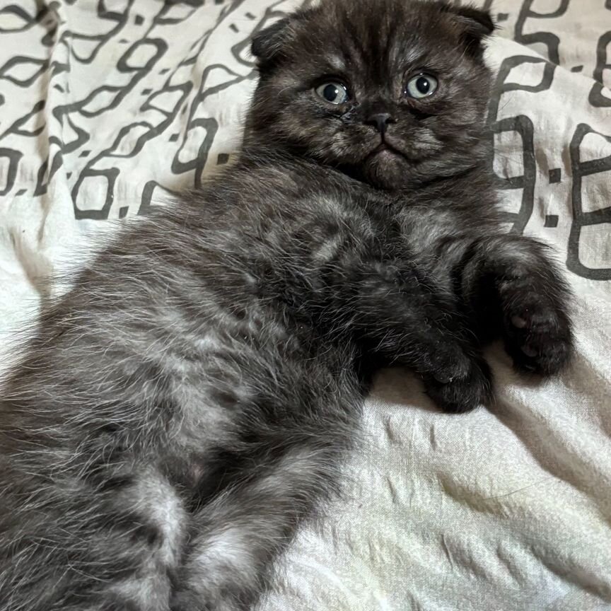 Шотландские вислоухие котята