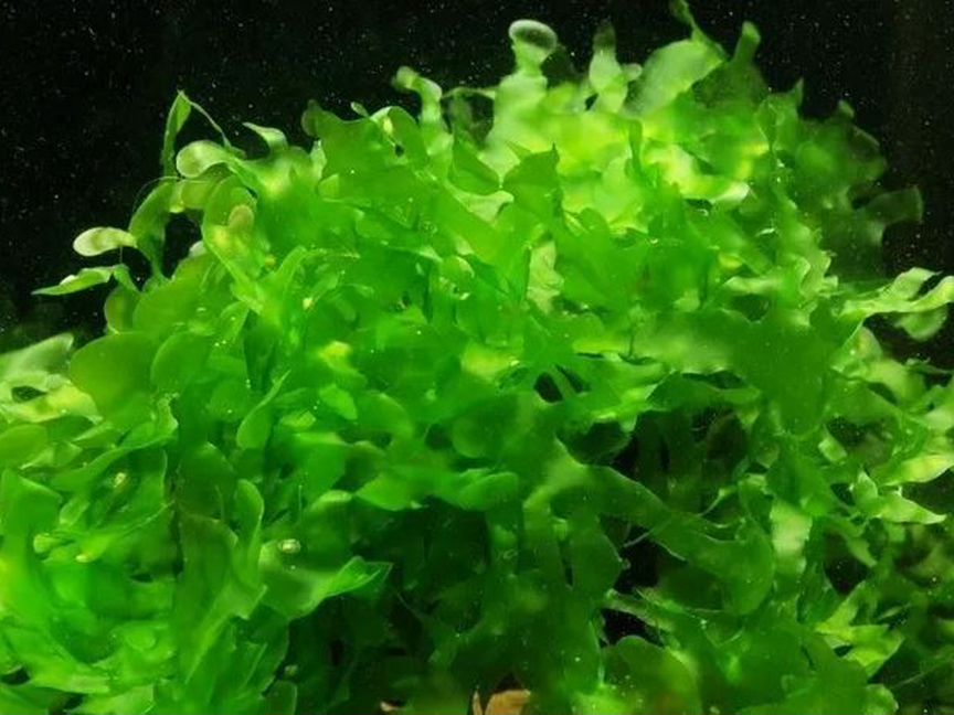 Ломариопсис Линета