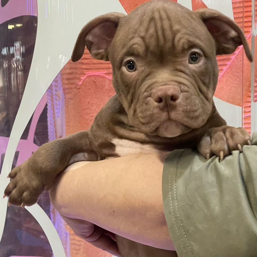 Американский булли, щенок