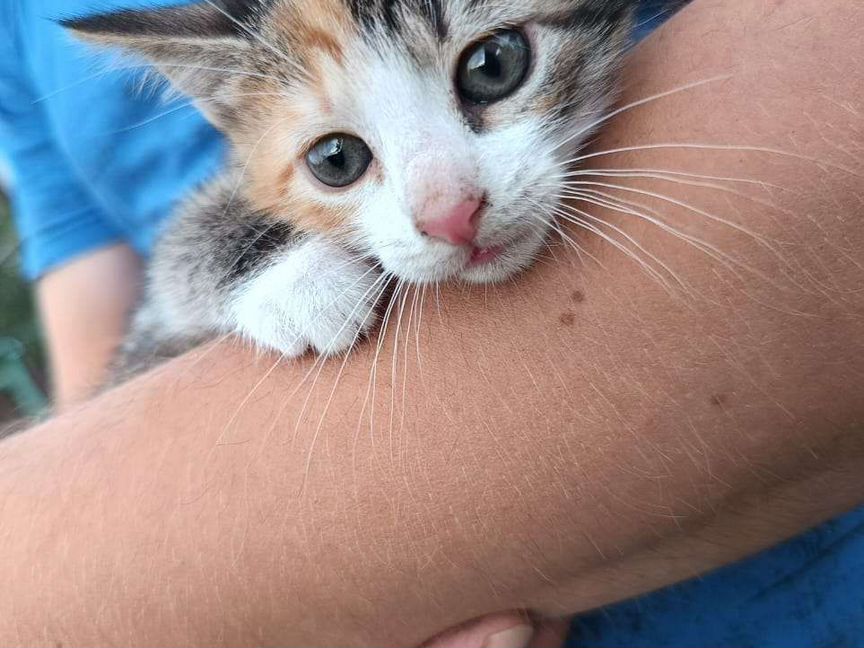 Котята бесплатно