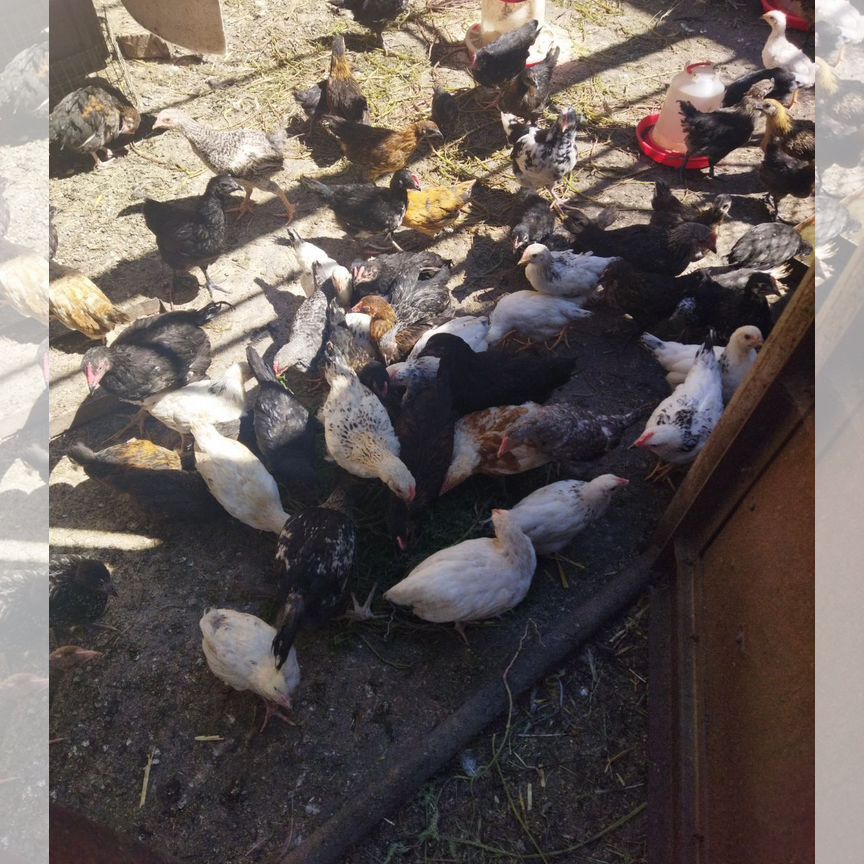 Цыплята домашние подрощенные