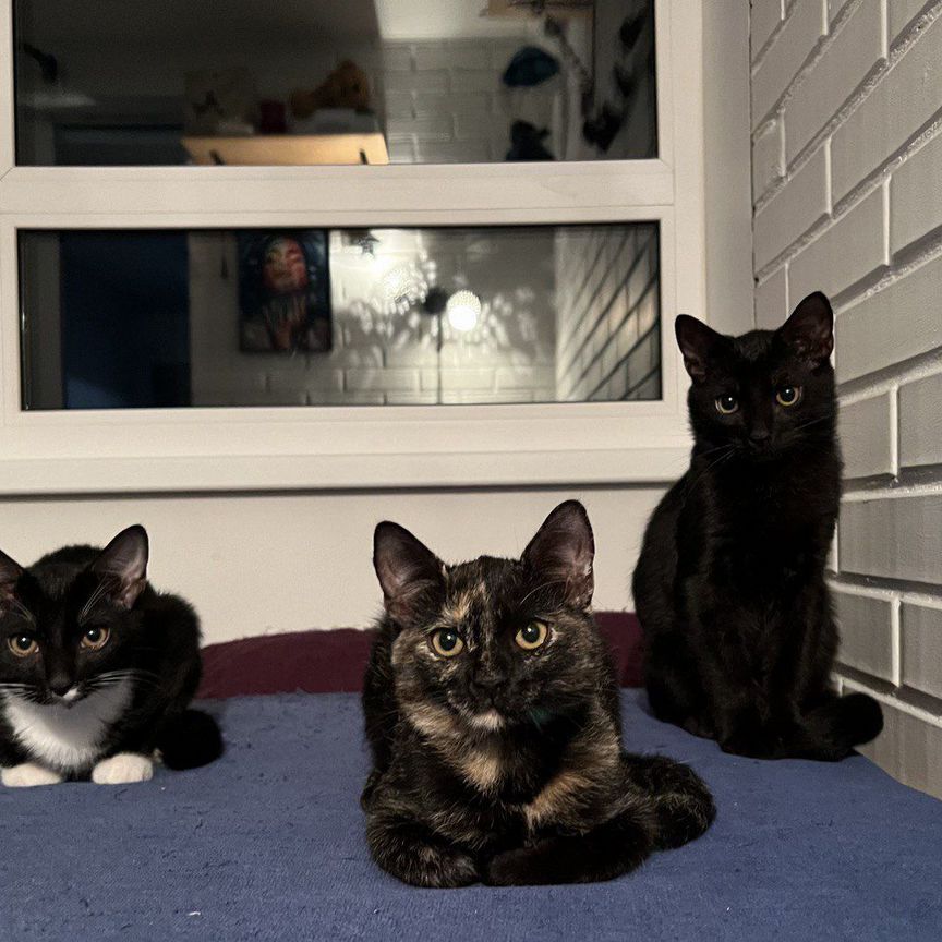 Котята в добрые руки бесплатно мальчики