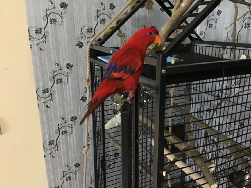 Попугай лорикет