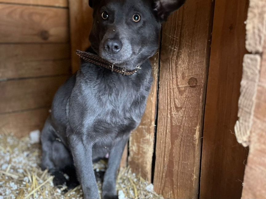 Добрая собака в хорошие руки